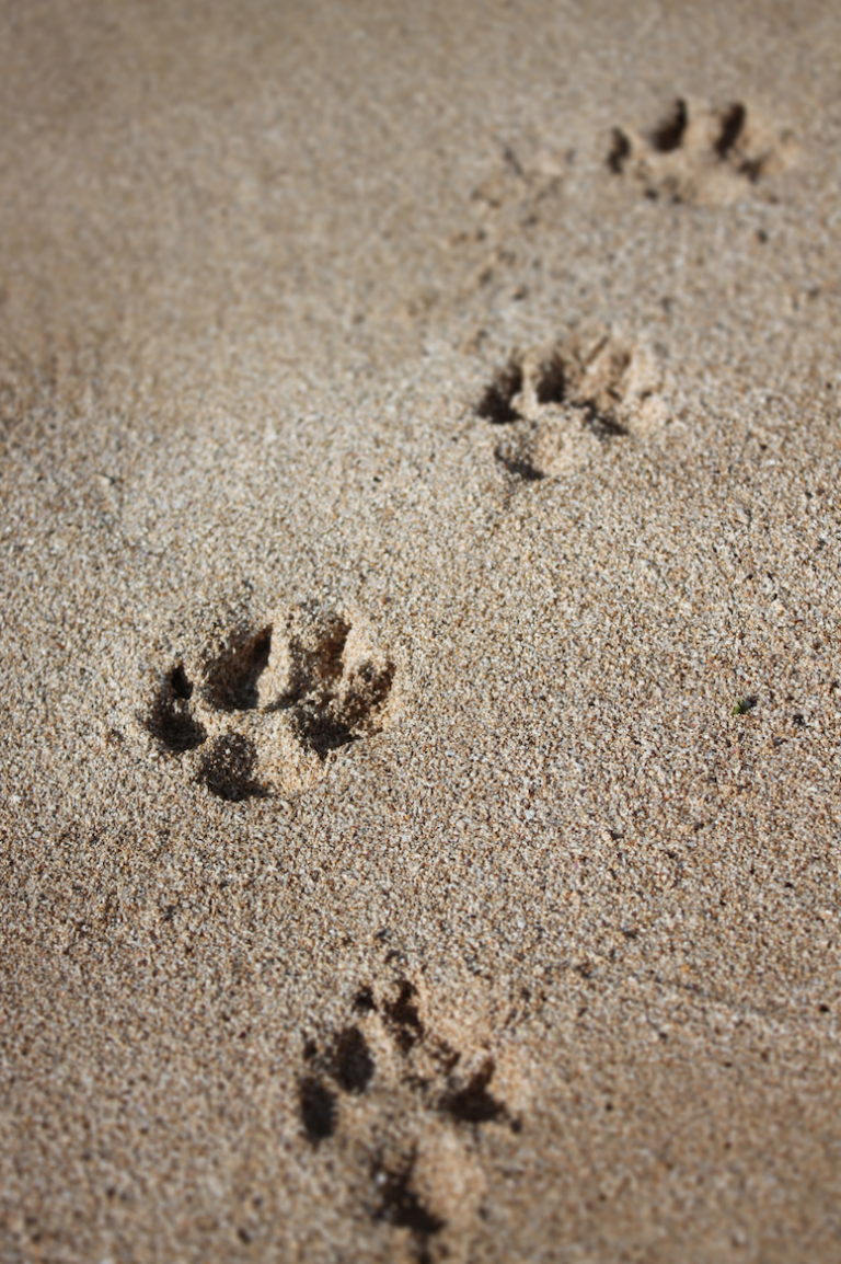 Brain Break: Animal Walks – Little Learners
